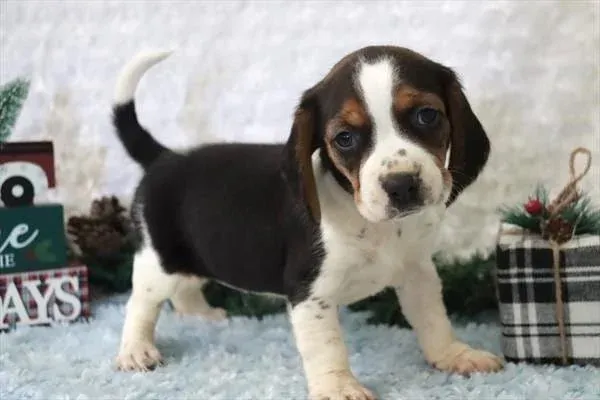 Mary Female Beagle Born 11/08/2024 | Buy Paw Palace Puppies in Tucson ...