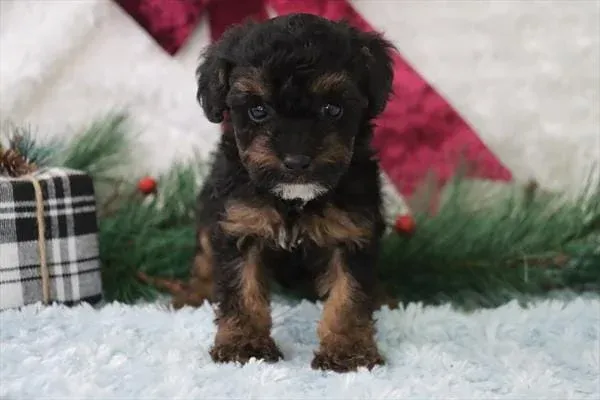 Julia Female Toy Poodle Born 10/29/2024 | Buy Paw Palace Puppies in ...